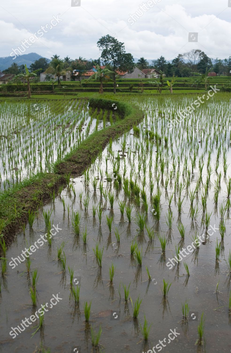 Rice Fields Famous Rice Growing Region Editorial Stock Photo - Stock ...