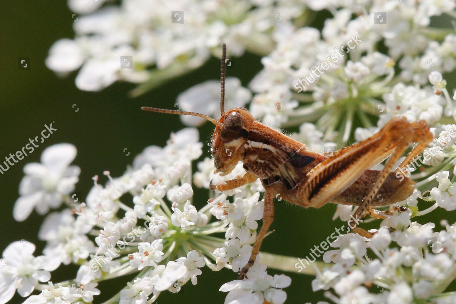 Migratory Grasshopper Melanoplus Sanguinipes Nymph On Editorial Stock ...