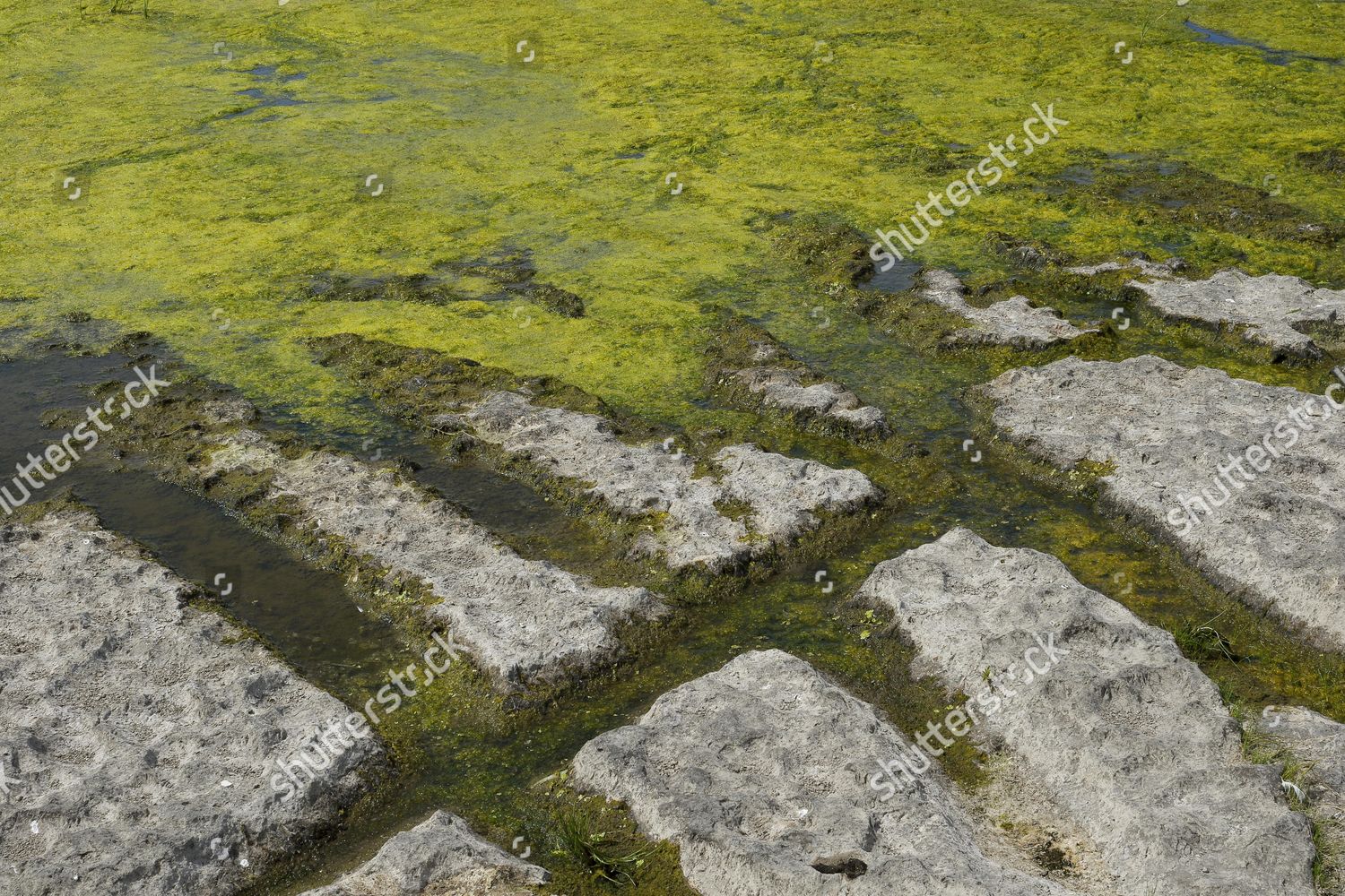 Environment Algae Formation River Province Quebec Editorial Stock Photo ...