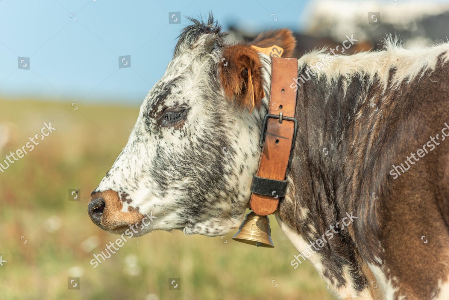 Cows Cow Bell Potrait Pasture Mountain Editorial Stock Photo - Stock Image | Shutterstock