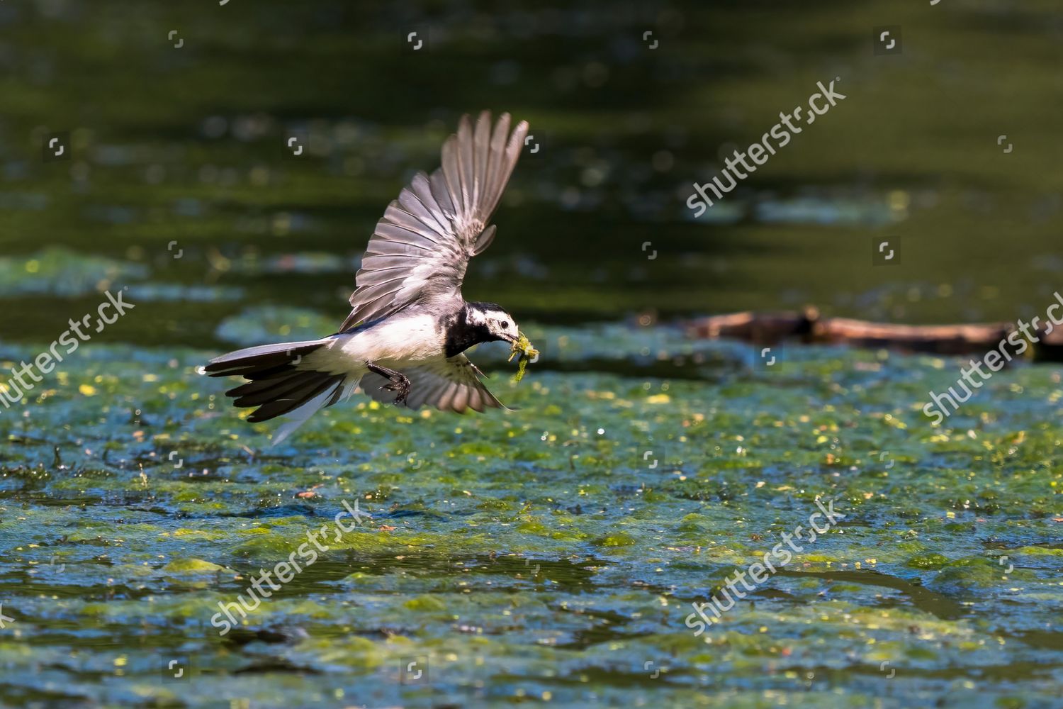 White Wagtail Motacilla Alba Flying Prey Editorial Stock Photo - Stock ...