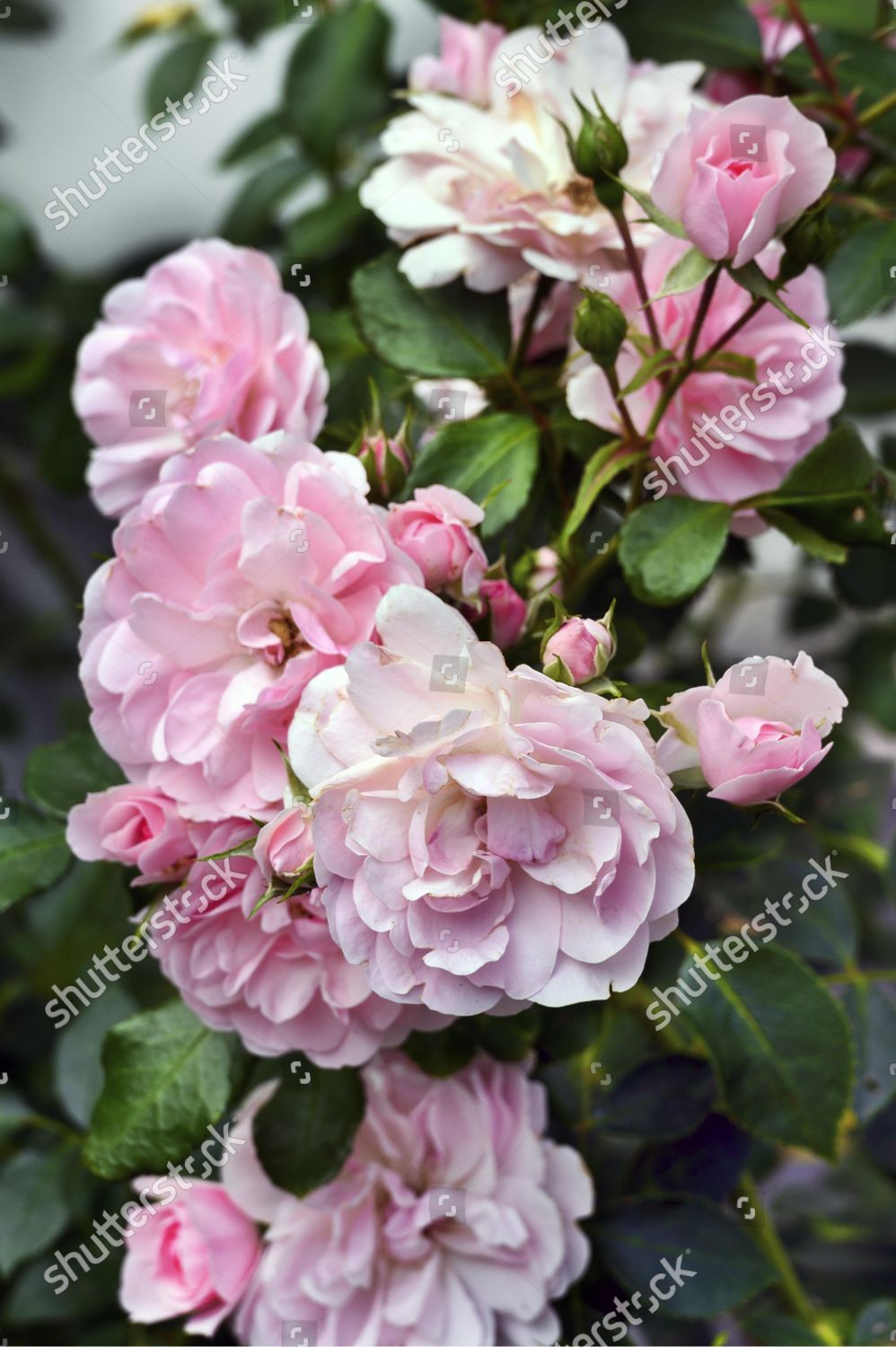 Shrub Rose Rosa Allgaeu Bavaria Germany Editorial Stock Photo - Stock ...