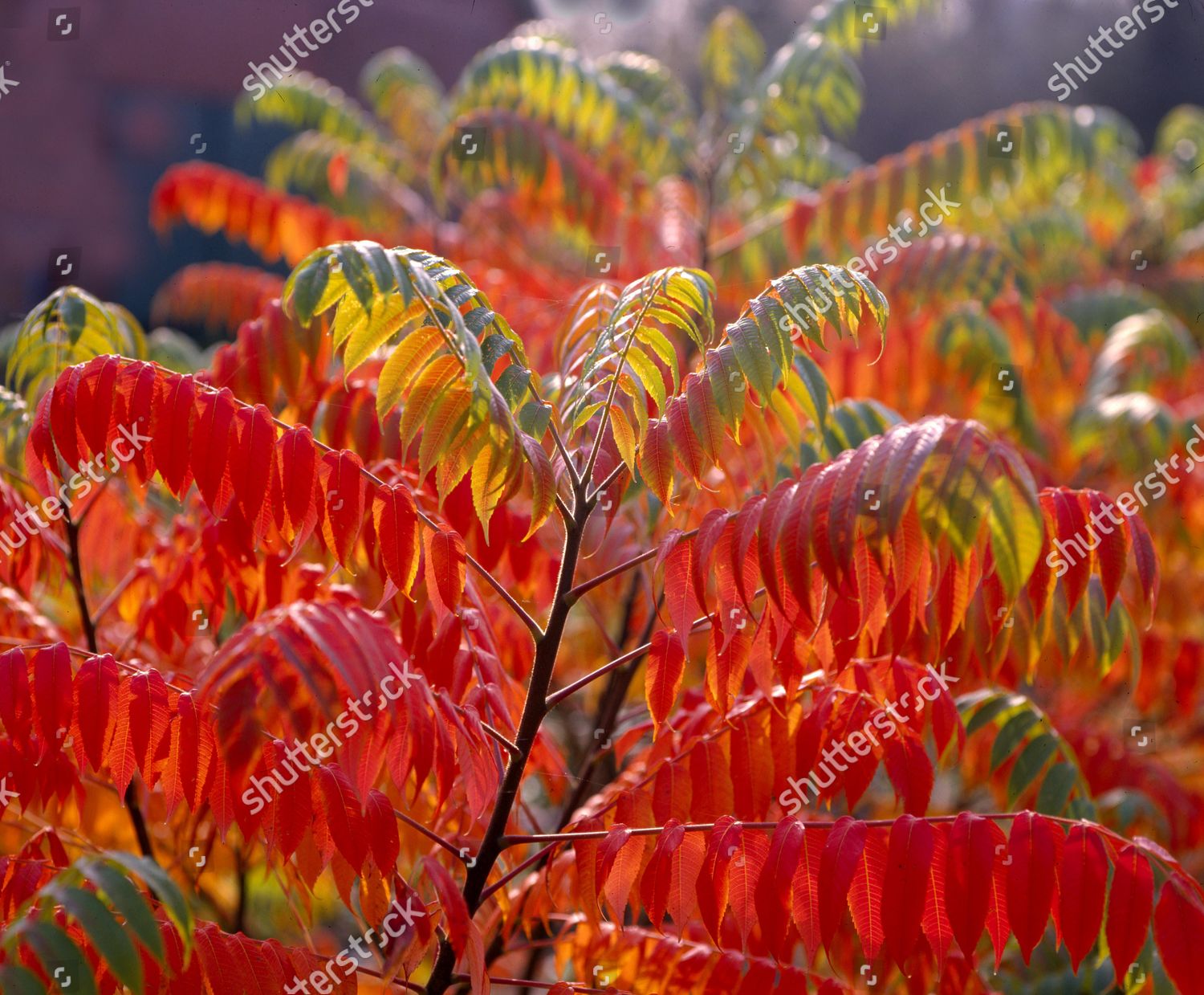 Staghorn Sumac Rhus Typhina Rhus Thyphina Editorial Stock Photo - Stock ...
