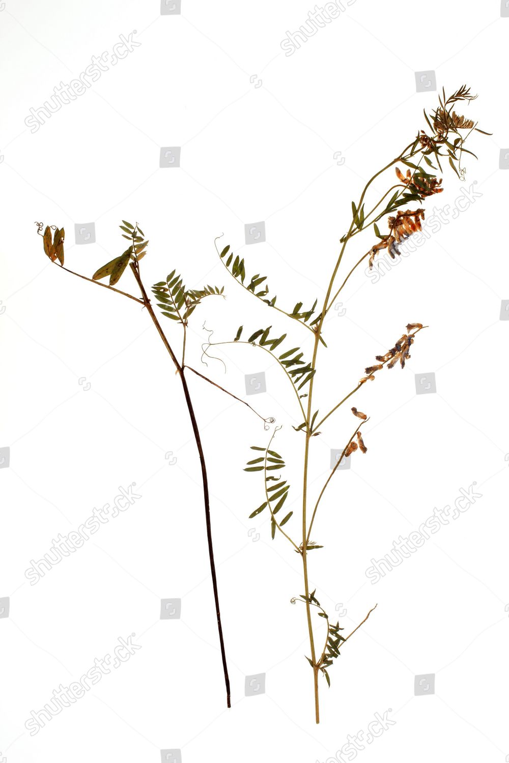 Medicinal Plant Birds Vetch Vicia Cracca Editorial Stock Photo - Stock ...