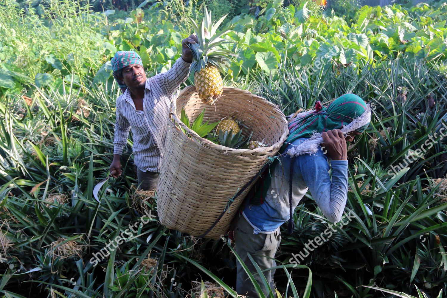 Farmers Harvest Pineapples Farm Farmers Push Editorial Stock Photo ...
