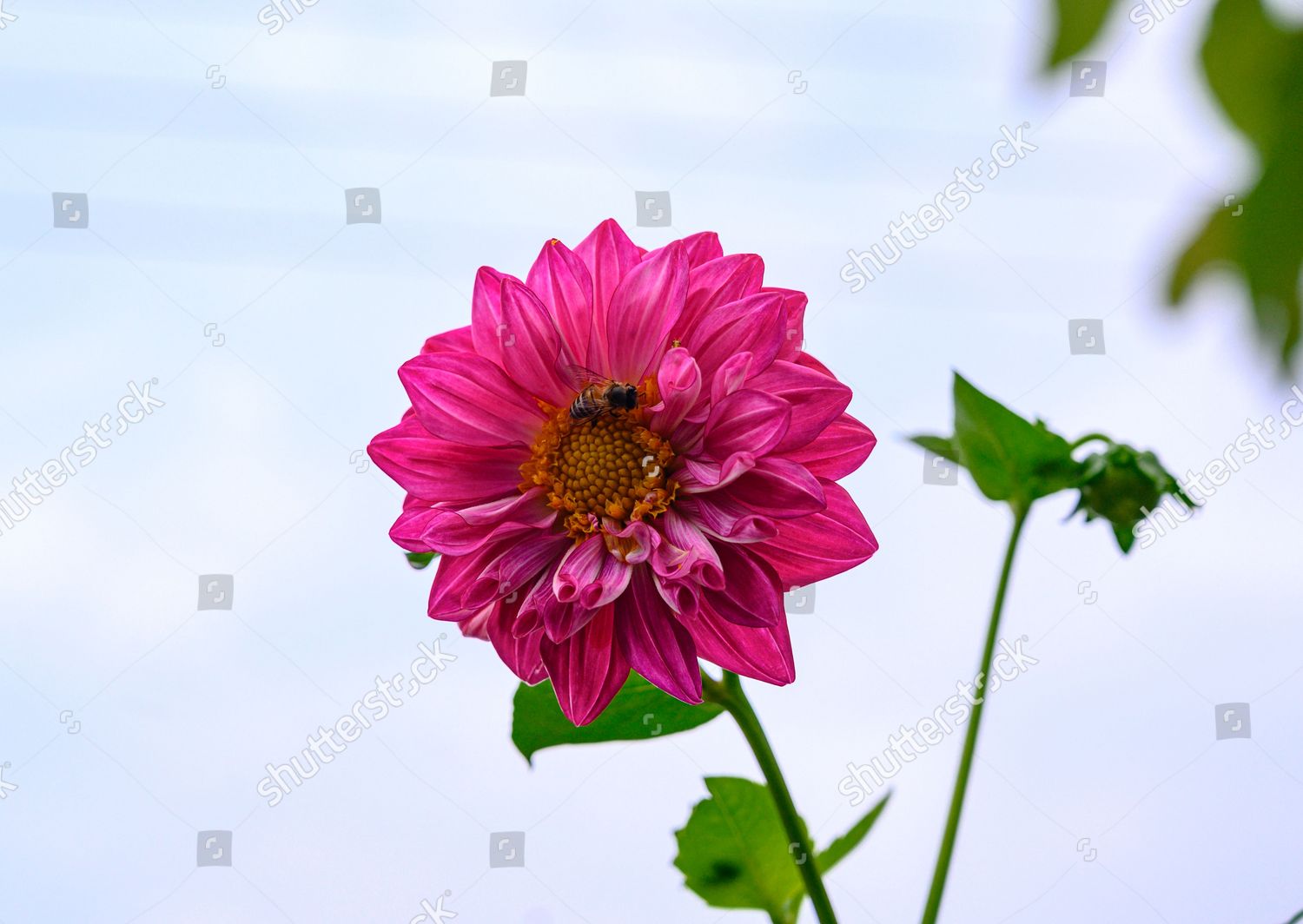 Indian Honey Bee Eastern Honey Bee Editorial Stock Photo - Stock Image ...
