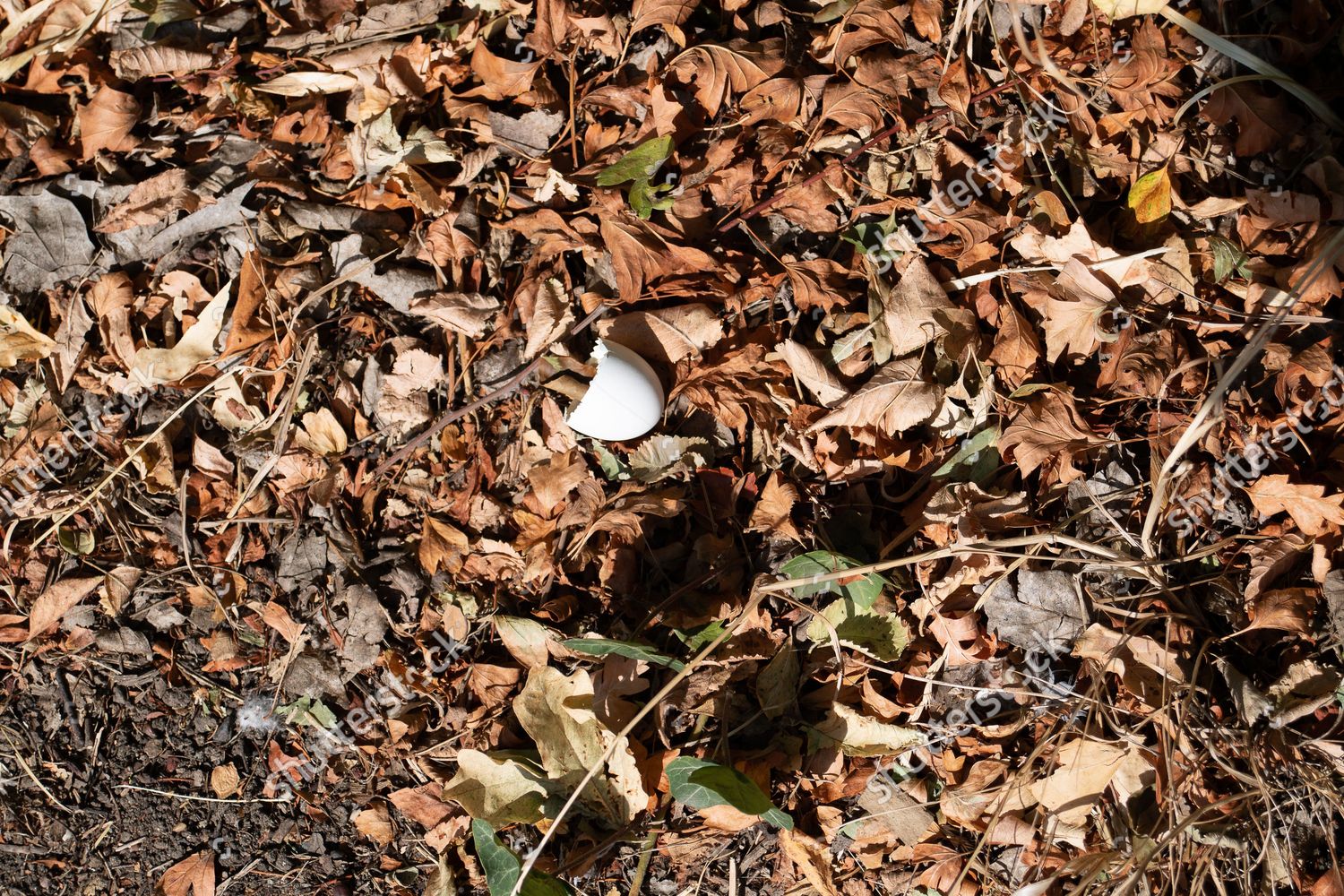 Smashed Birds Egg Lays On Dead Editorial Stock Photo - Stock Image ...