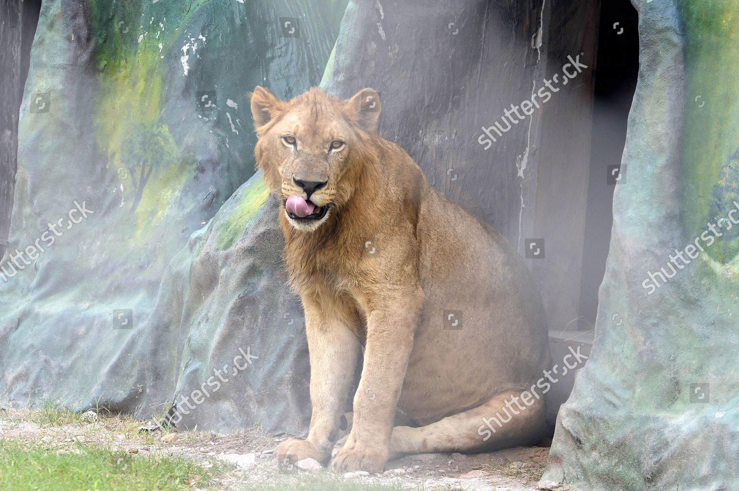 Lion Pictured Zoo Rawalpindi Pakistan On Editorial Stock Photo - Stock ...