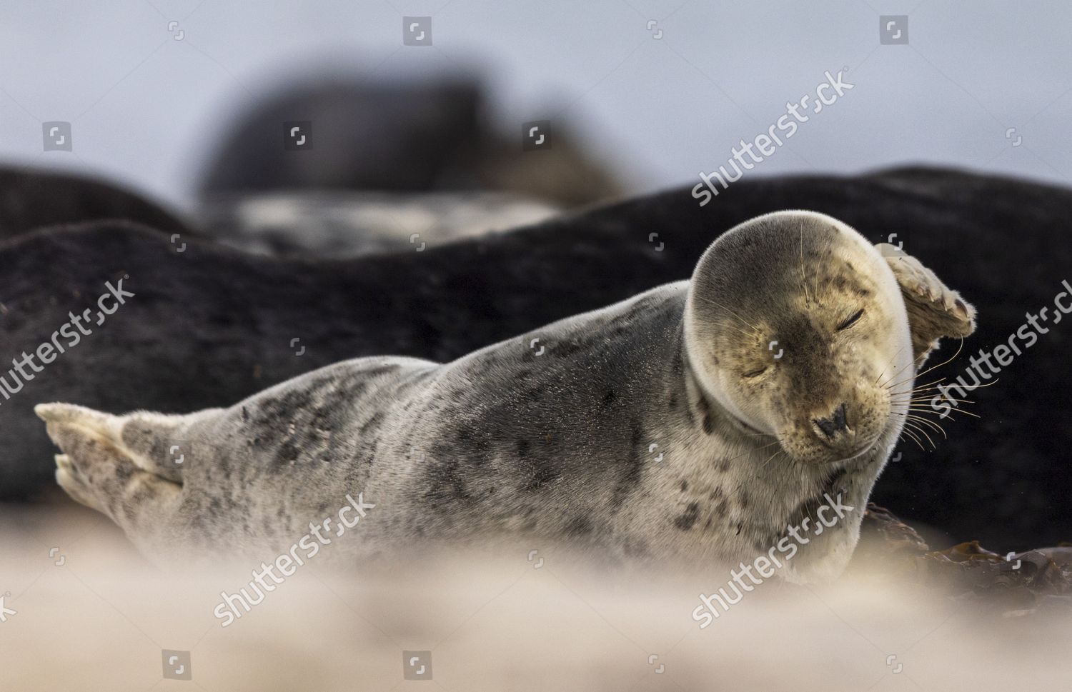 Group Seals Having Laugh Whilst Out Editorial Stock Photo - Stock Image ...