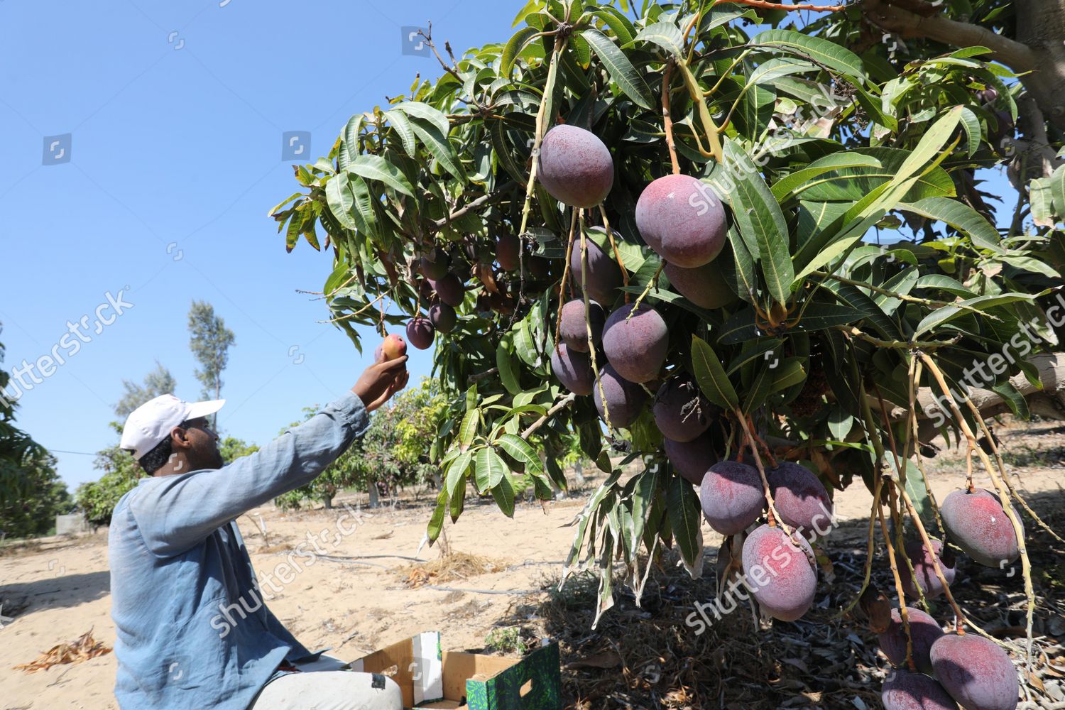 Palestinian Farmers Pick Mango Field During Editorial Stock Photo ...