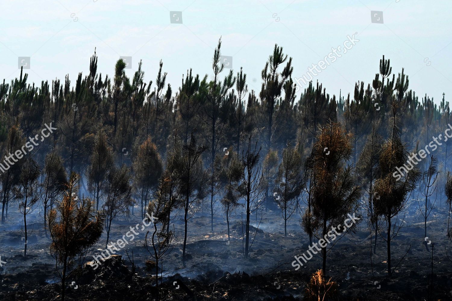View Burned Pine Trees After Flames Editorial Stock Photo - Stock Image ...