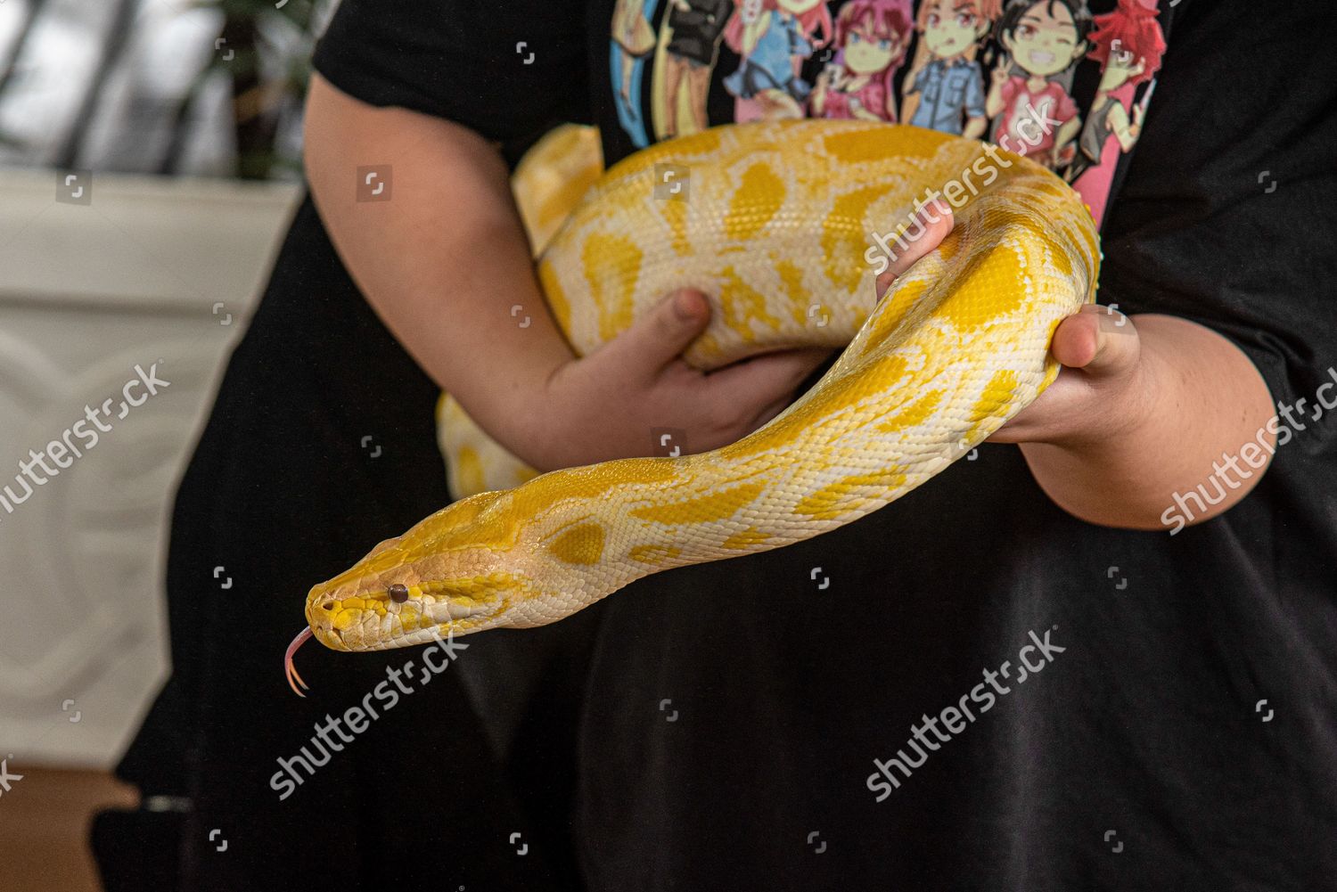 Visitor Seen Carry Burmese Python Queen Editorial Stock Photo - Stock ...