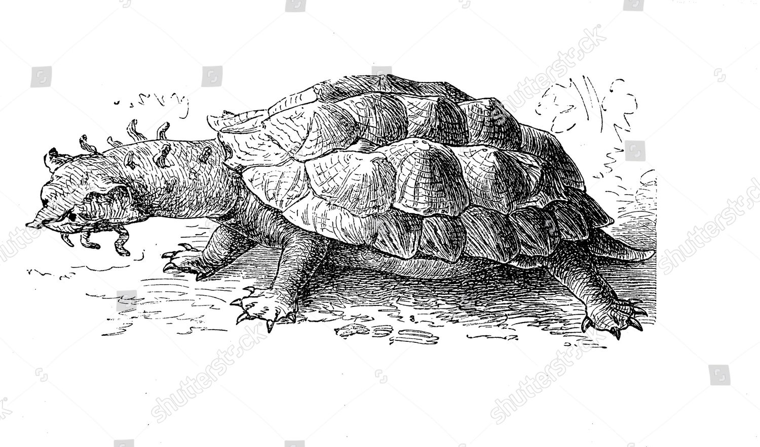 Fringed Tortoise Mata Mata Yellowspotted River Editorial Stock Photo ...