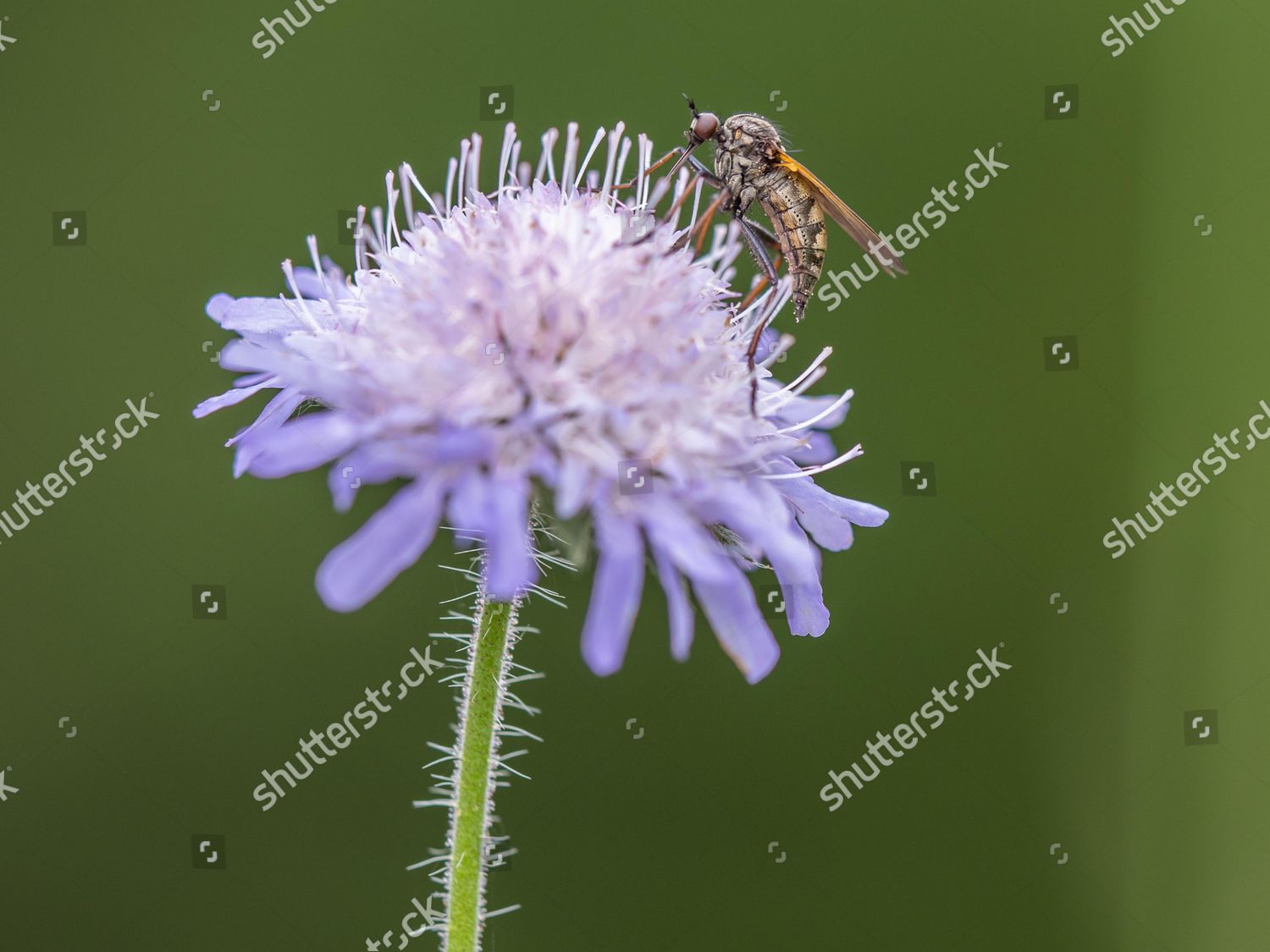 Fly Collecting Nectar On Field Widowsflower Editorial Stock Photo ...