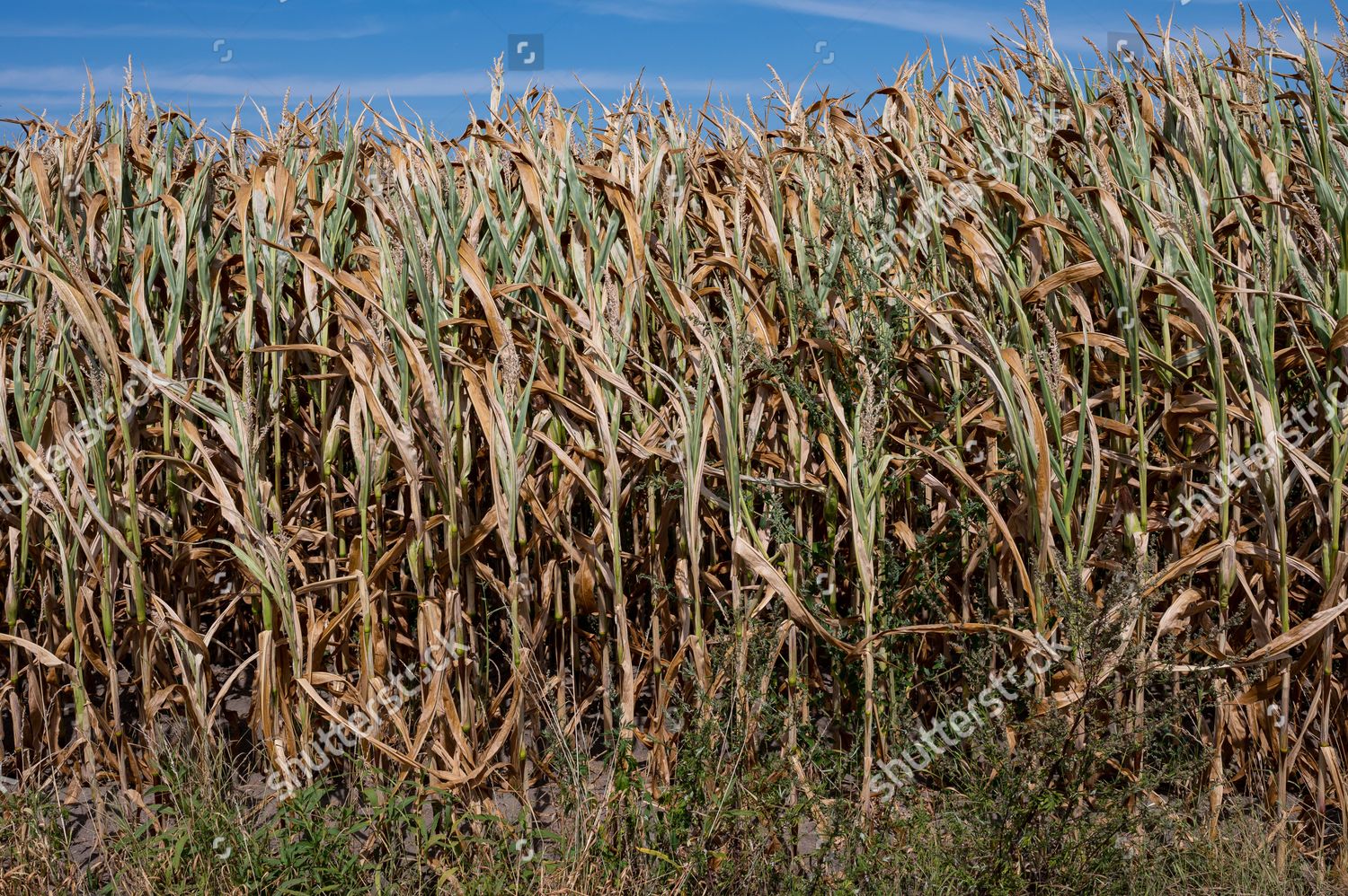 Drought Damaged Corn Plants Caused By Editorial Stock Photo - Stock ...