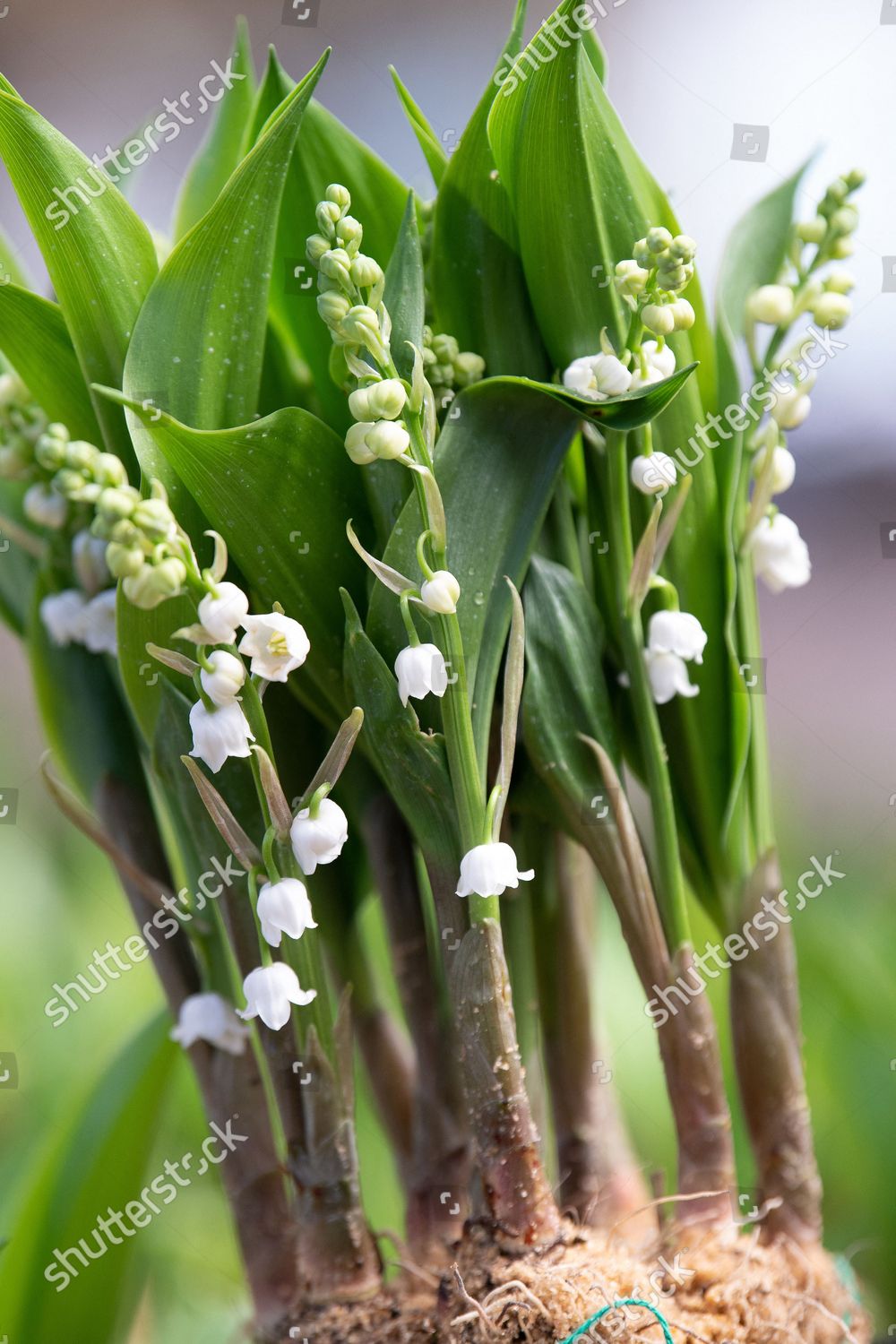 Lily Valley Convallaria Majalis Muguet French Editorial Stock Photo ...