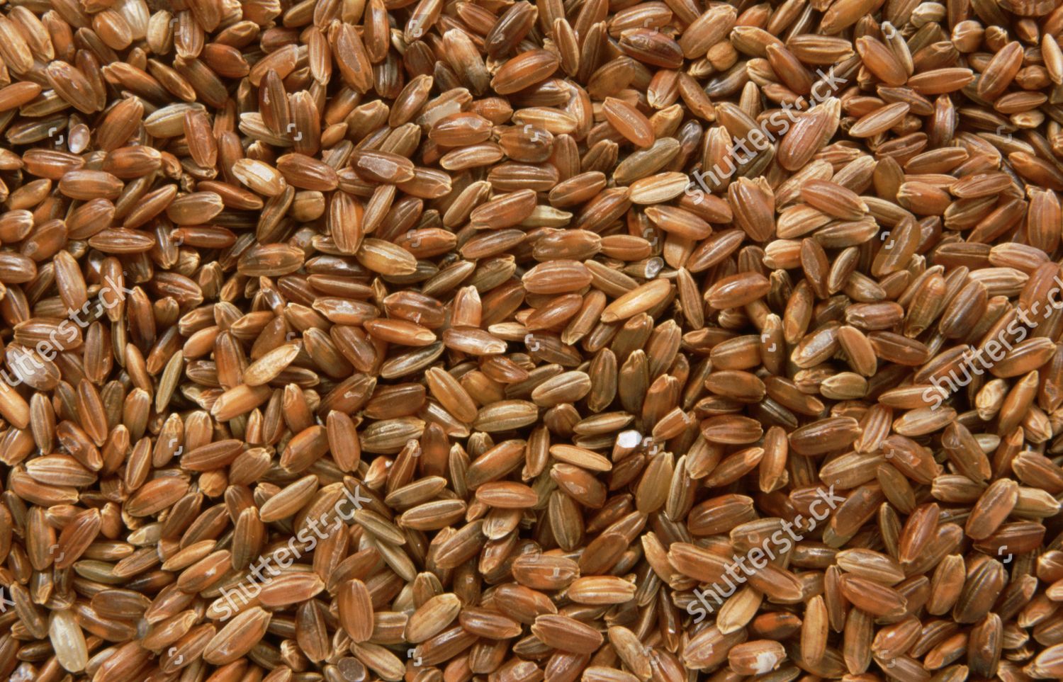 Rice Camargue Red Rice Camargue Rice Editorial Stock Photo - Stock ...