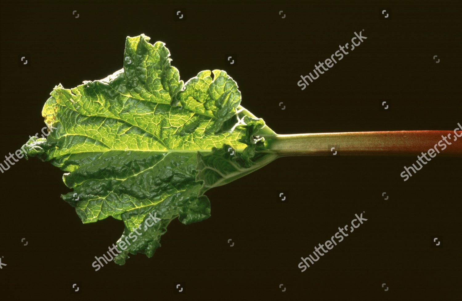 Rhubarb Rheum Rhabarbarum Common Rhubarb Vegetable Editorial Stock ...