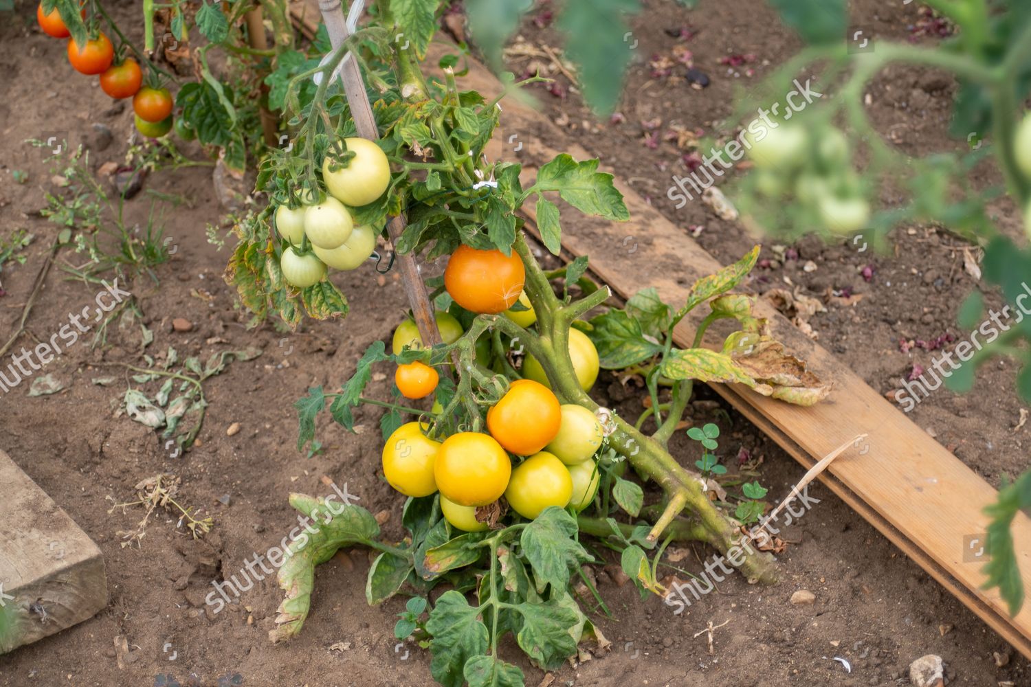 Good Tomato Crop Gardeners Allotments Eton Editorial Stock Photo ...