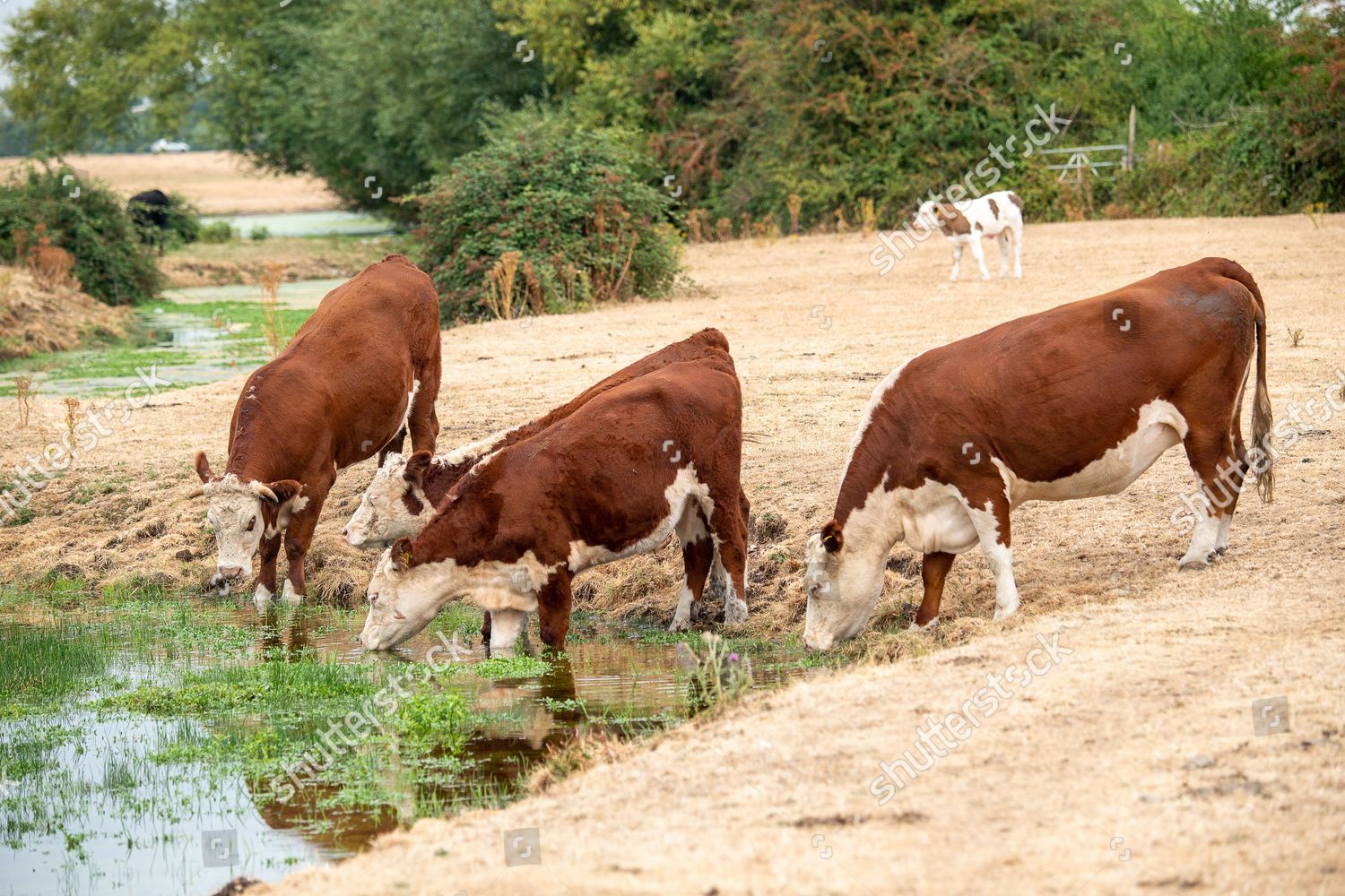 Cattle Drinking Roundmoor Ditch Stream On Editorial Stock Photo - Stock ...