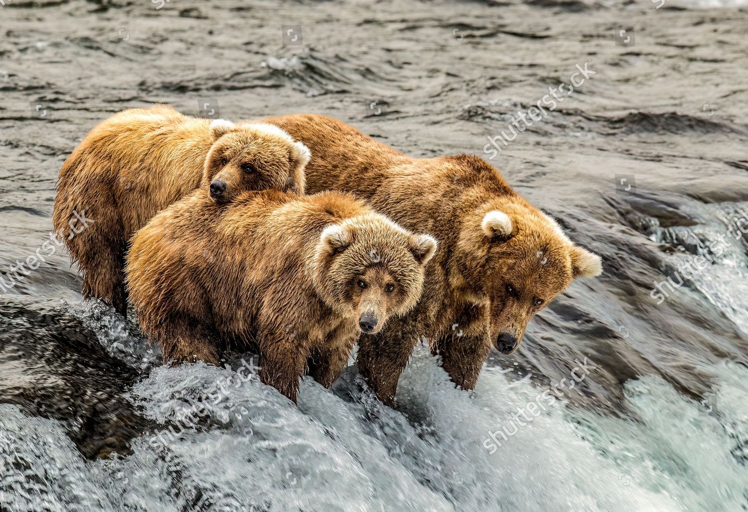 How Many Bears Does Take Pictured Editorial Stock Photo - Stock Image ...