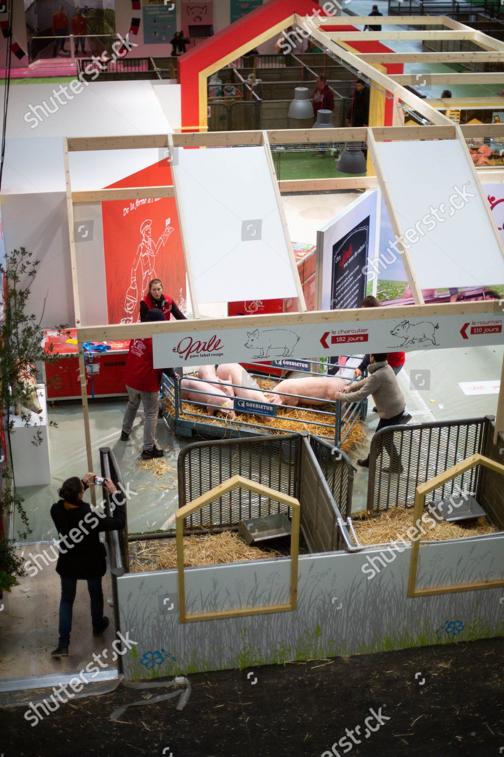 Farmer Moving Pigs During Settingup Ahead Editorial Stock Photo - Stock ...