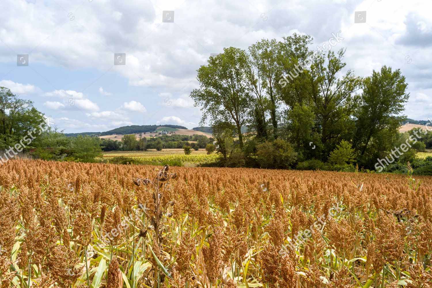 Field Sorghum Sorgo Sorgho Seen Tarnetgaronne Editorial Stock Photo ...