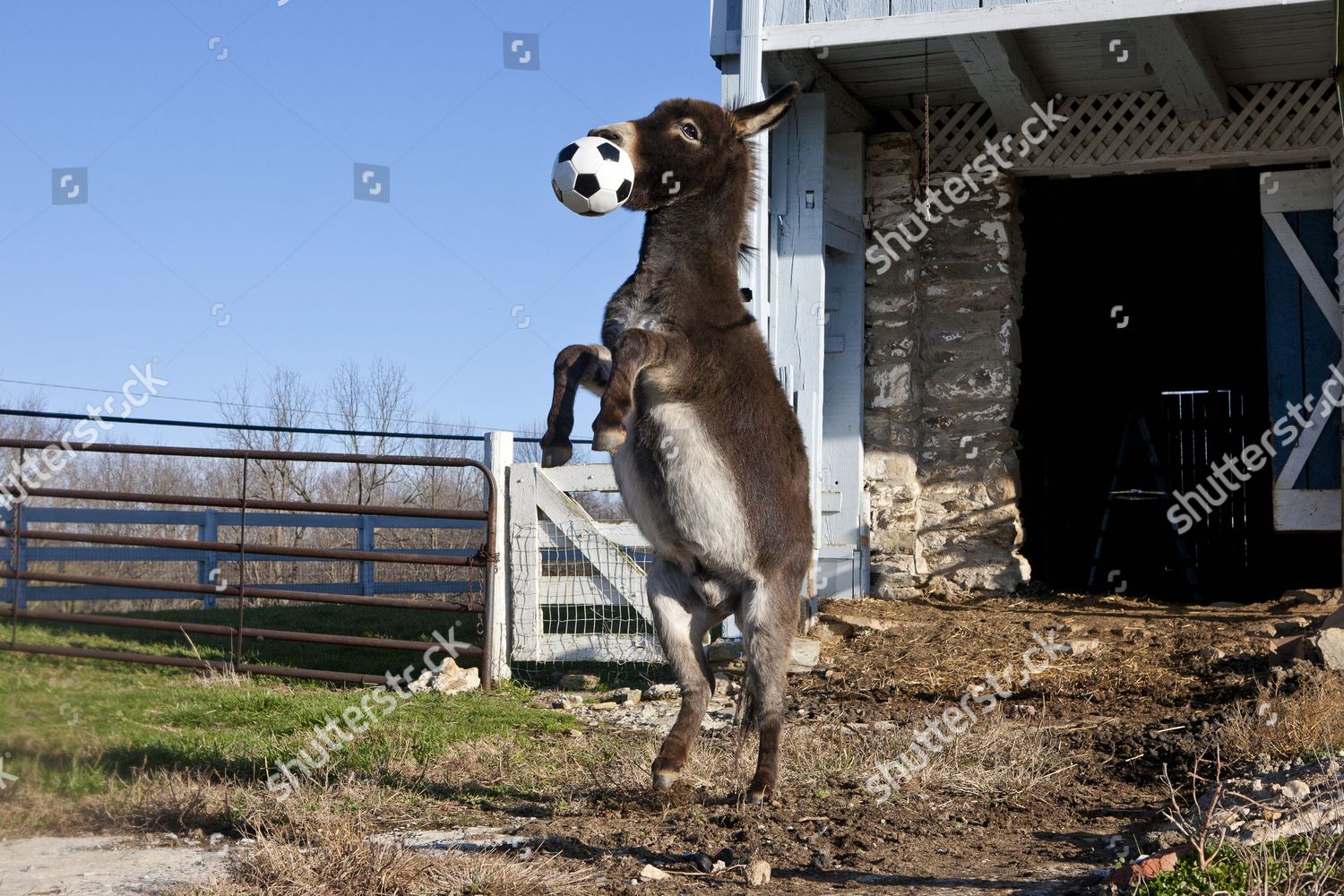 Hank Football Playing Donkey Editorial Stock Photo - Stock Image ...