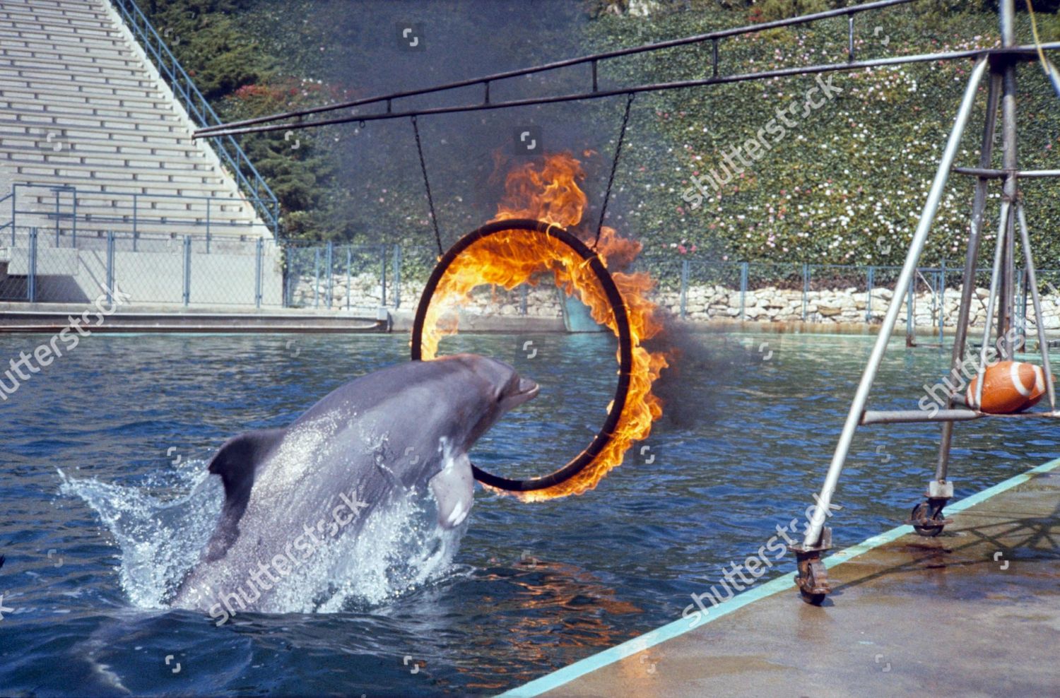 Dolphin Jumping Through Ring Fire Editorial Stock Photo - Stock Image ...