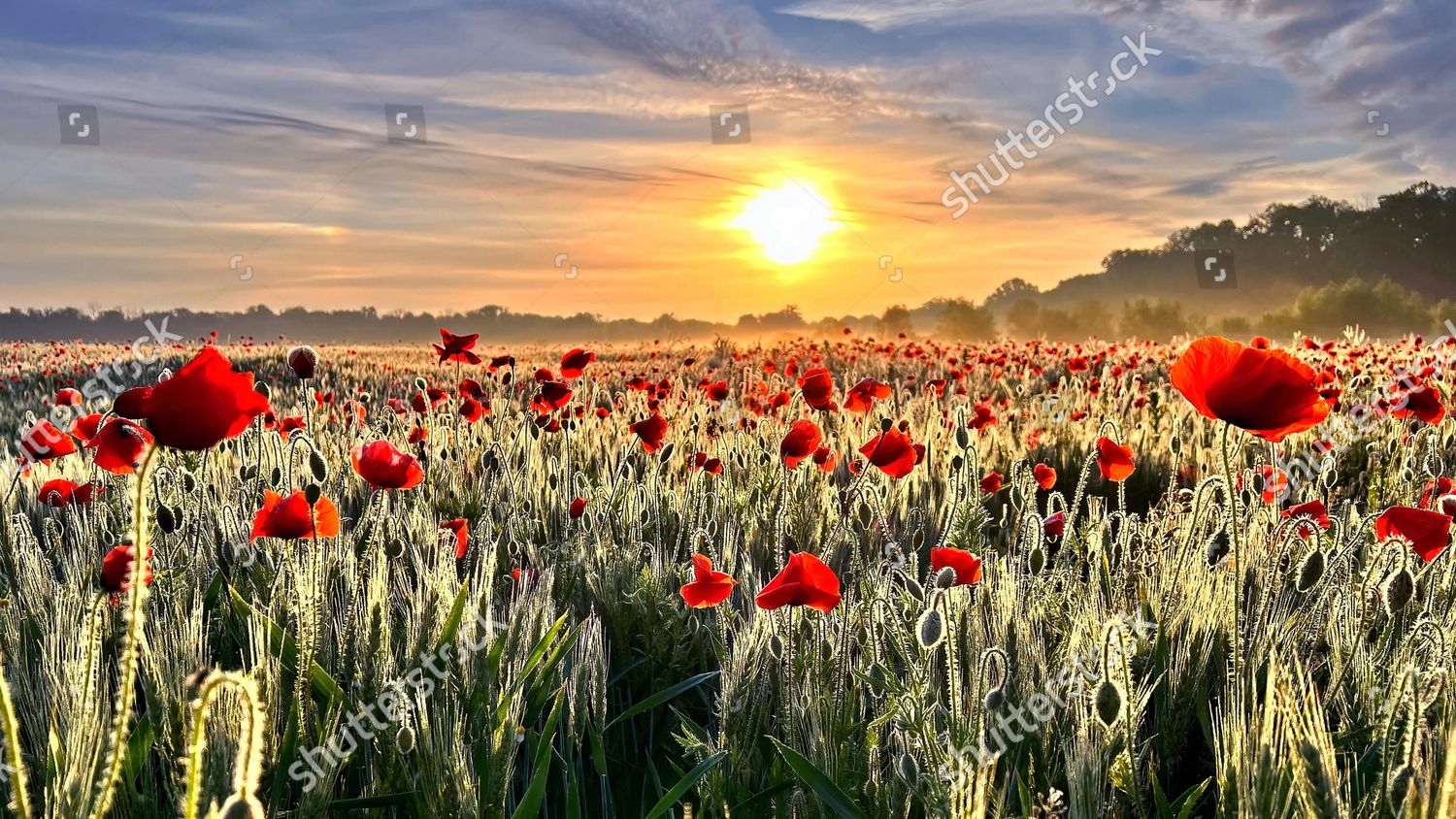 Poppy Papaver Flowering Strip Grain Field Editorial Stock Photo - Stock ...