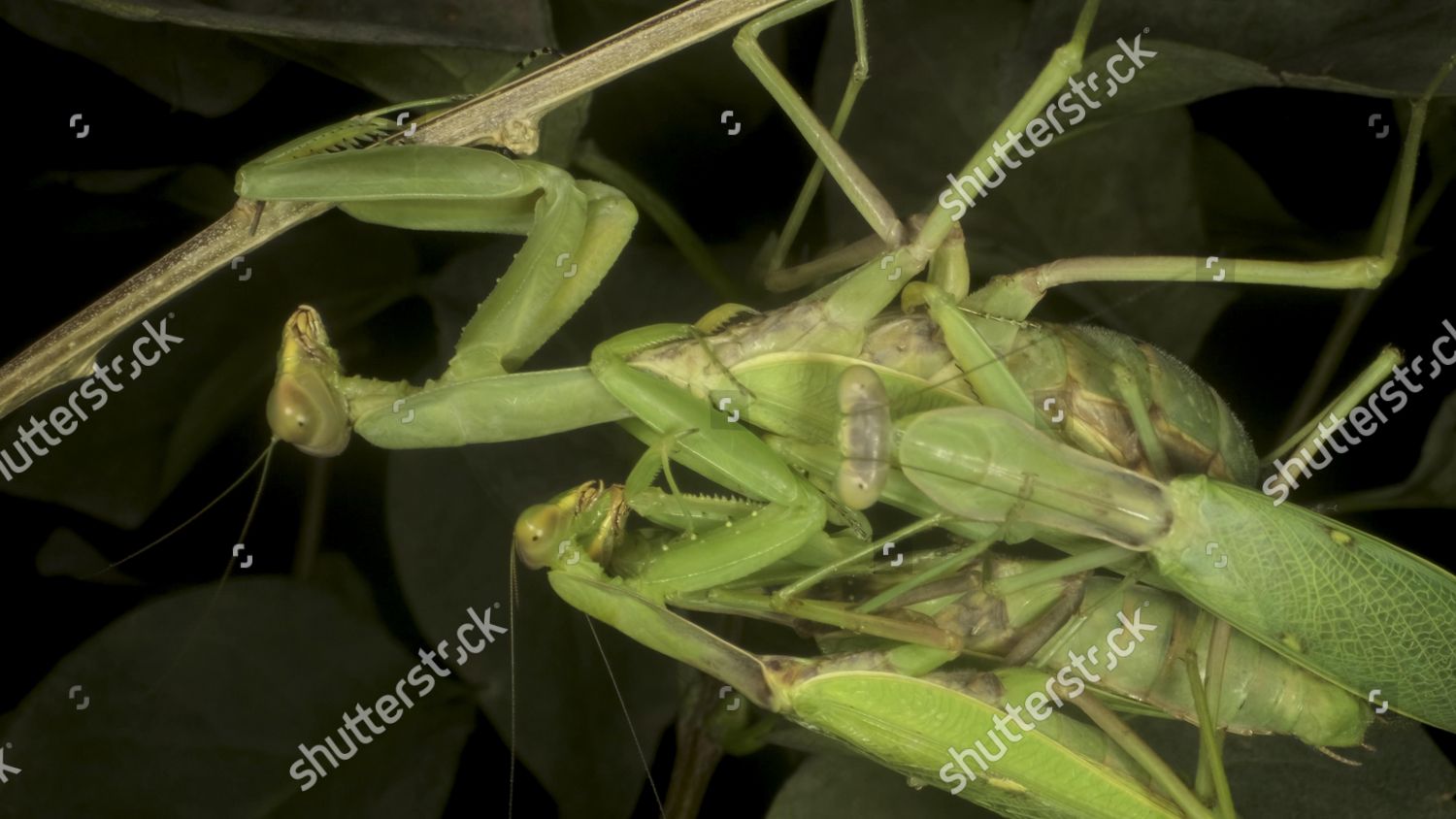 Praying Mantises Copulate Two Male Female Editorial Stock Photo - Stock ...