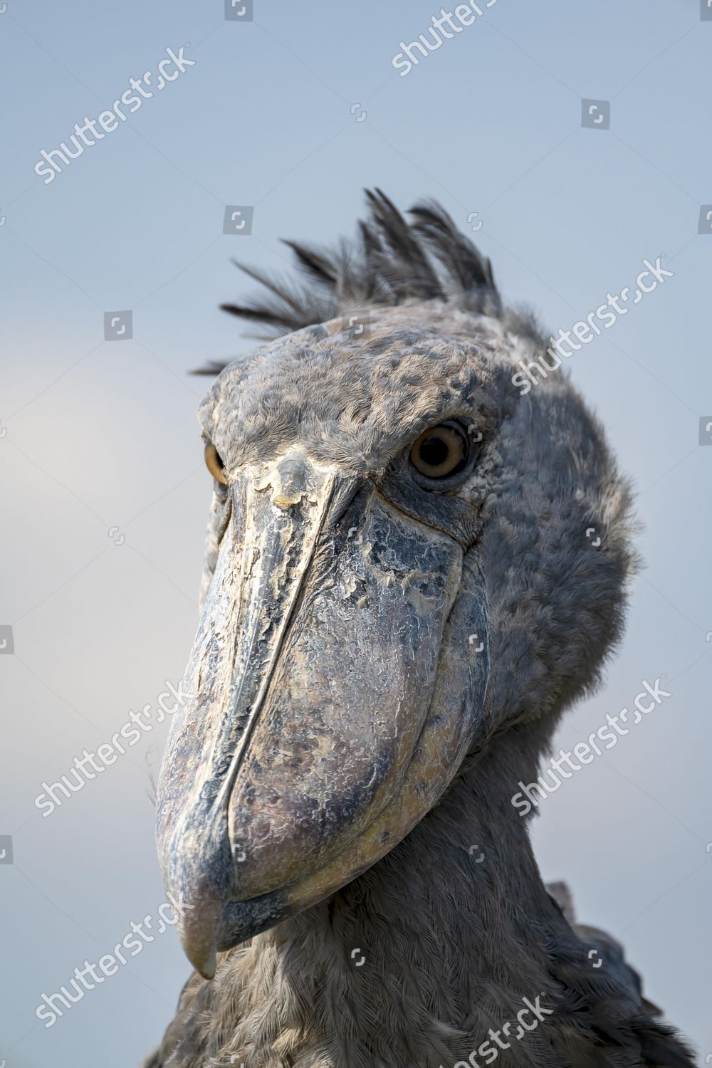 Shoebill Balaeniceps Rex Abu Markub Animal Editorial Stock Photo ...