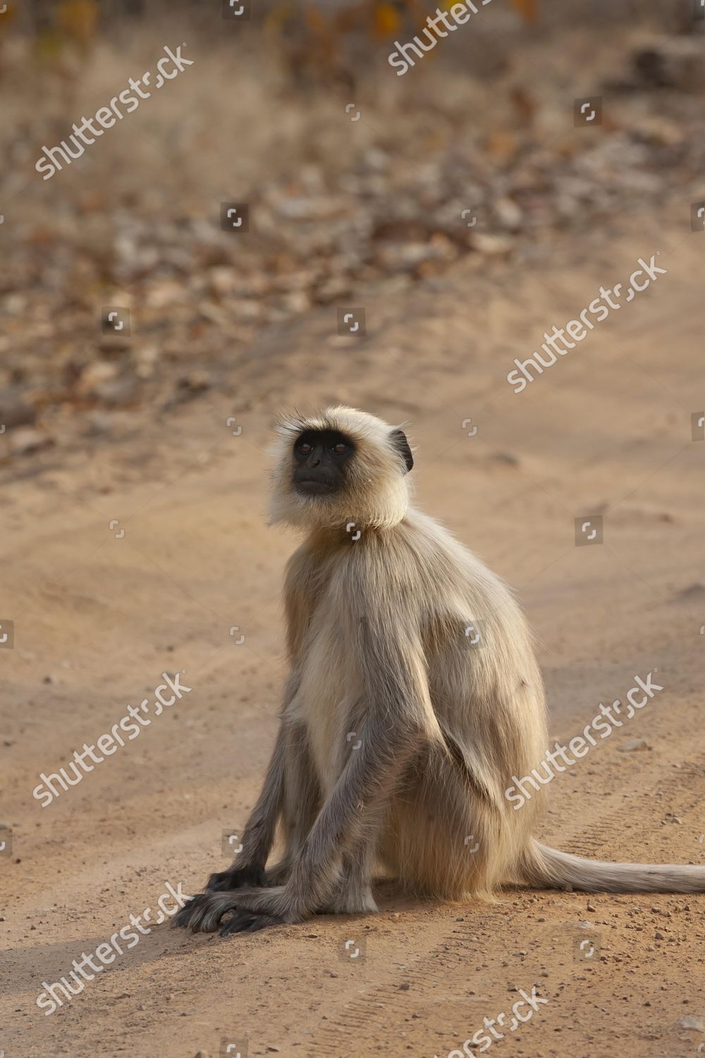 Gray Langur Semnopithecus Entellus Monkey Adult Editorial Stock Photo ...