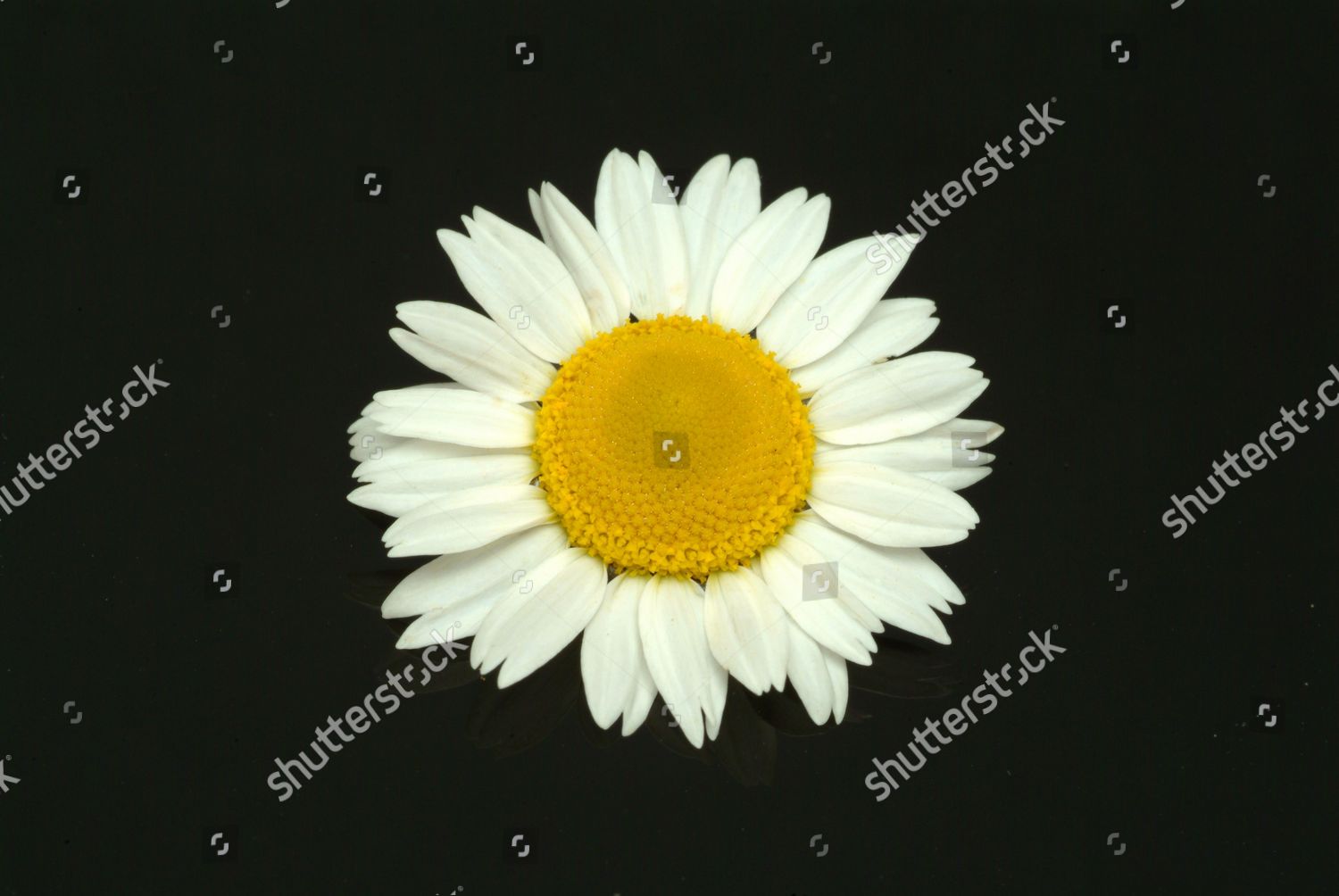 Flower Pellitory Anacyclus Pyrethrum Ringberry Medicinal Editorial ...