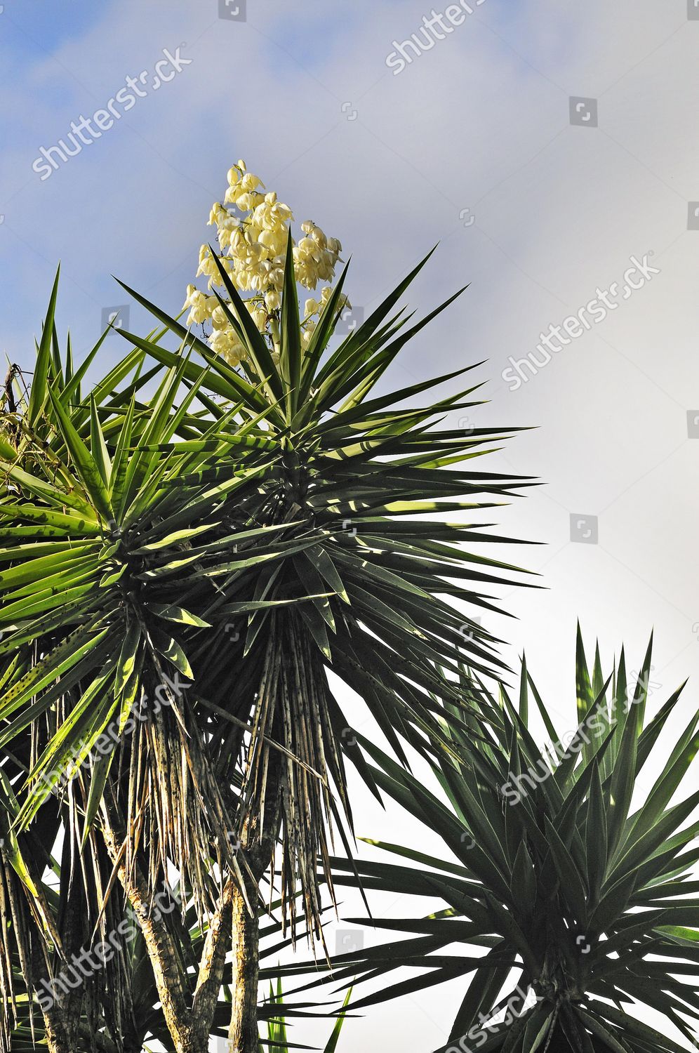 Flowering Spanish Bayonet Yucca Aloifolia Belongs Editorial Stock Photo ...