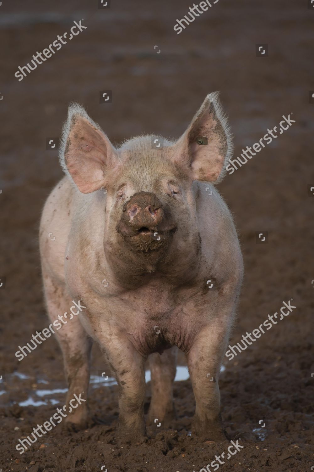 Pig Sus Domesticus Adult Animal Standing Editorial Stock Photo - Stock ...