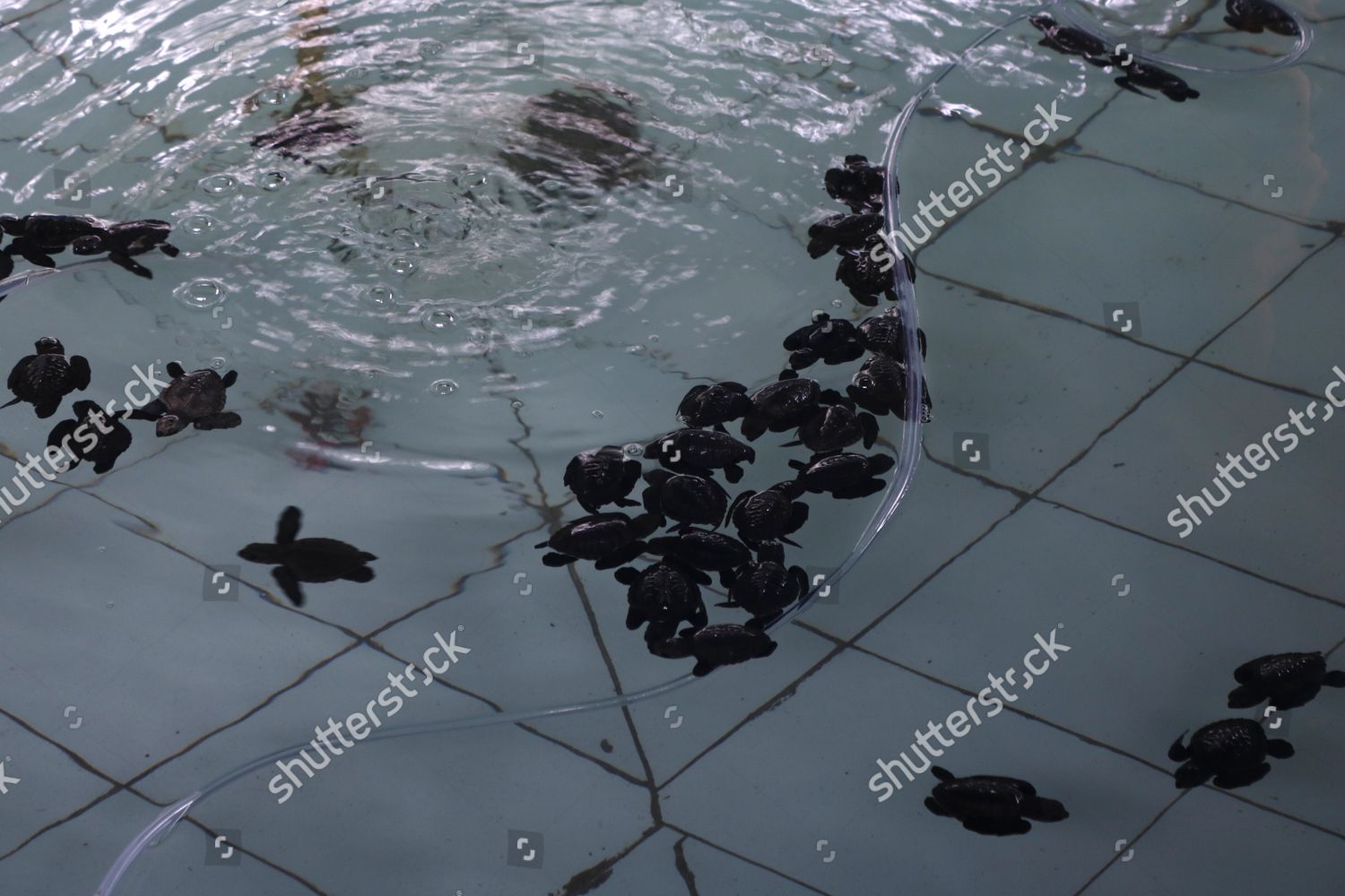 Hundreds Baby Sea Turtles Holding Pond Editorial Stock Photo - Stock ...