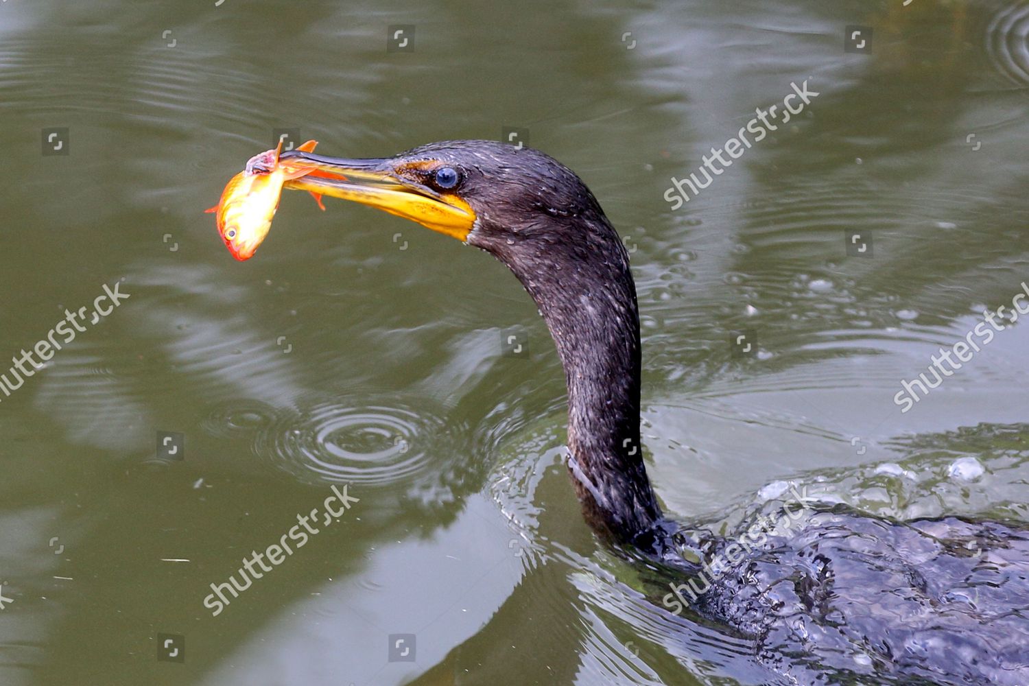 Doublecrested Cormorant Nannopterum Auritum Eating Goldfish Editorial ...