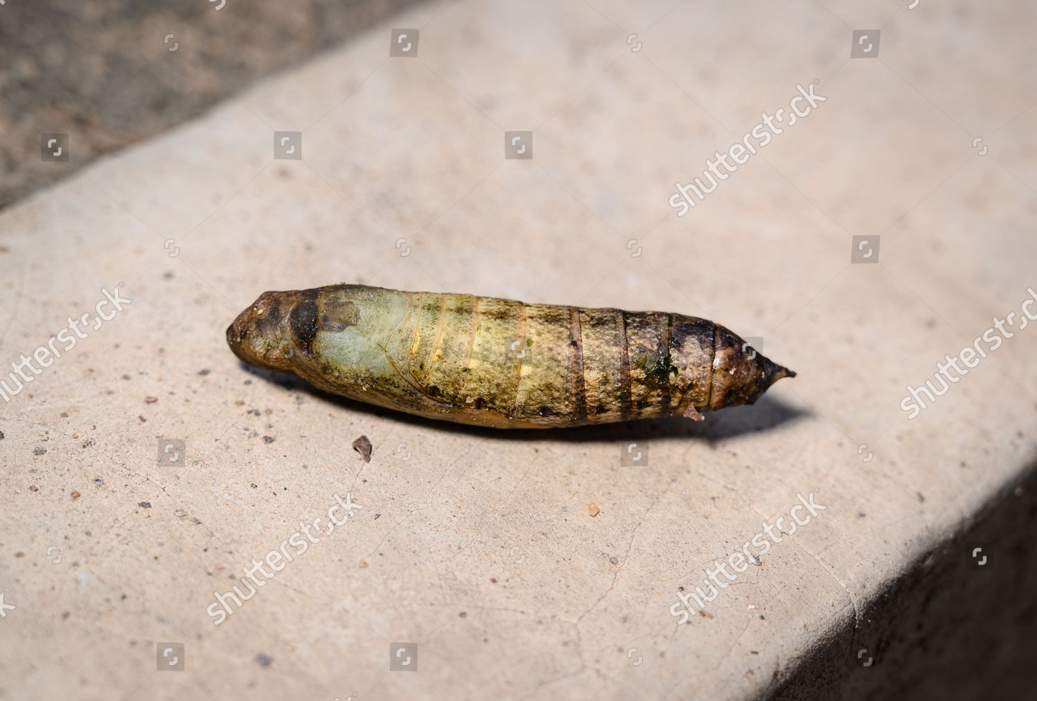 Pupa Green Pergesa Hawkmoth Pergesa Acteus Editorial Stock Photo ...