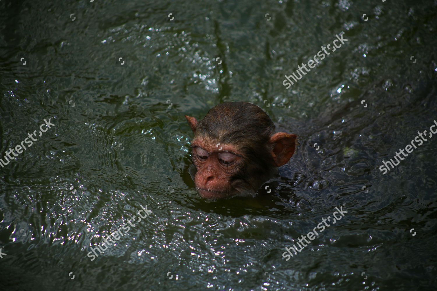Monkey Swims Local Pond Premises Swayambhunath Editorial Stock Photo ...