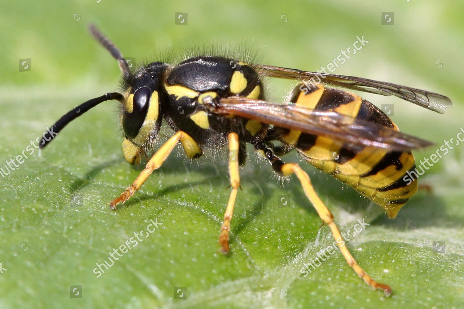 Eastern Yellowjacket Wasp Vespula Maculifrons Toronto Editorial Stock ...