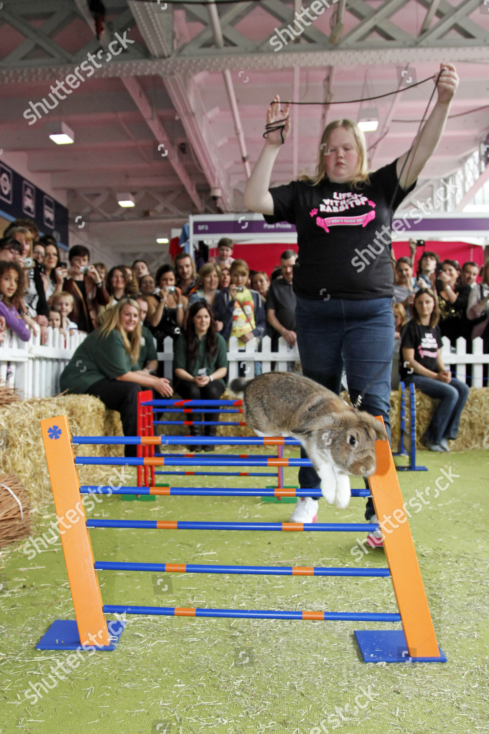 Rabbits Showjumping Rabbit Jumping Competition London Editorial Stock ...