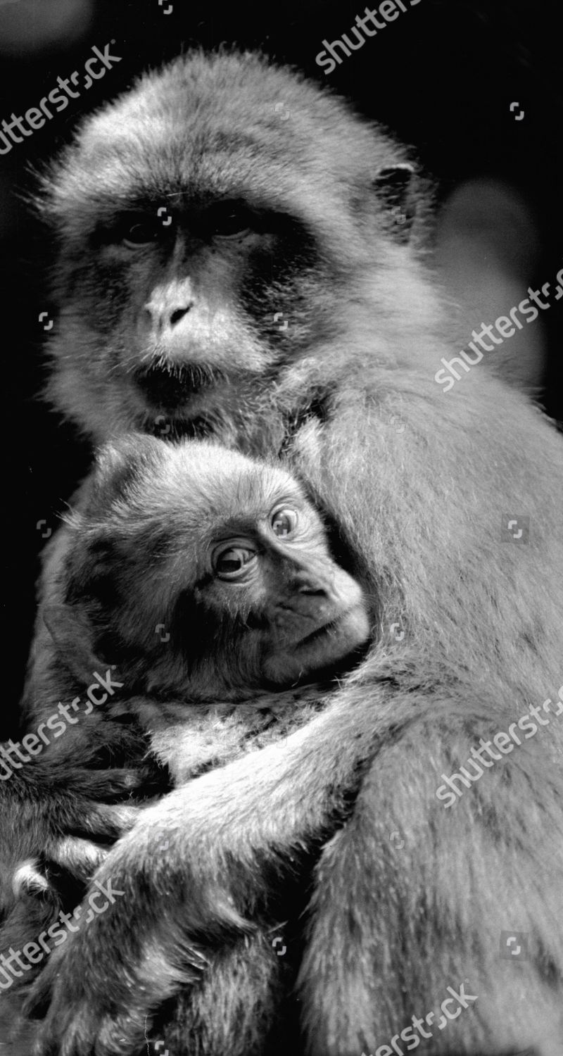 Baby Barbary Ape Born Norfolk Wildlife Editorial Stock Photo - Stock ...