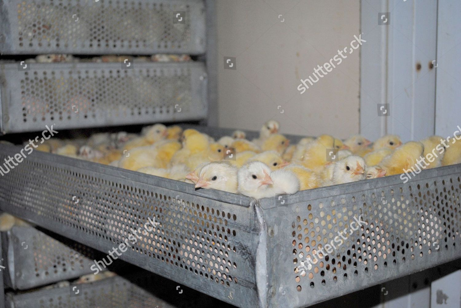 Venkys Short Venkateshwara Hatcheries Group Factory Editorial Stock ...