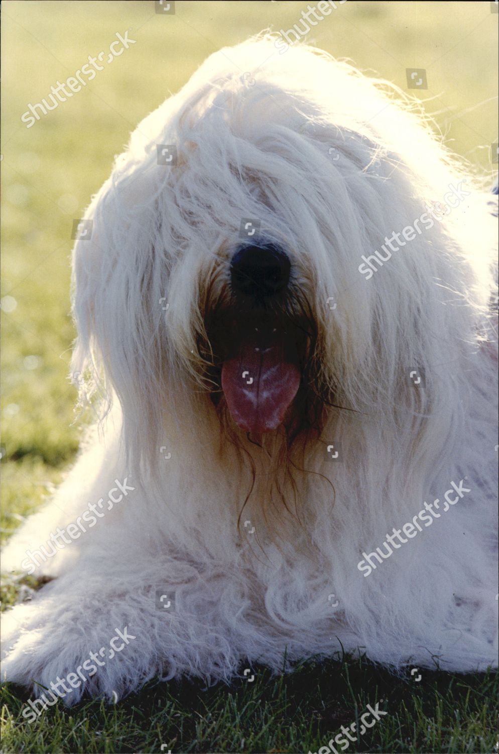 Old English Sheepdog Pickles Dulux Dog Editorial Stock Photo - Stock ...