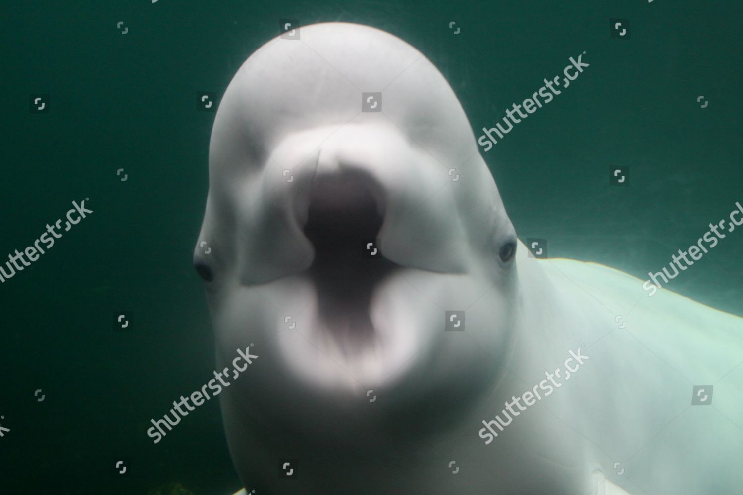 Beluga Whale Juno Appears Pucker Kiss Editorial Stock Photo - Stock Image | Shutterstock
