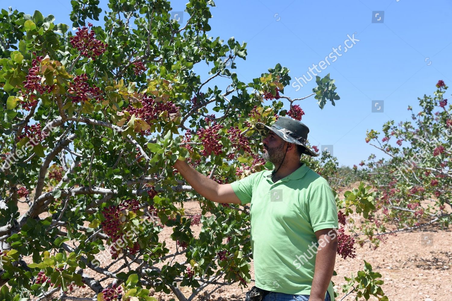 Farmer Checks Pistachio Tree Maan Hama Editorial Stock Photo - Stock ...
