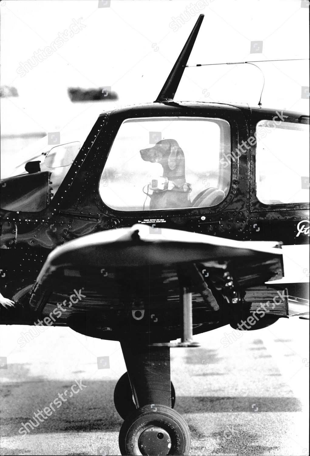 Pilot Terry Hiscock Who Flies His Editorial Stock Photo - Stock Image ...
