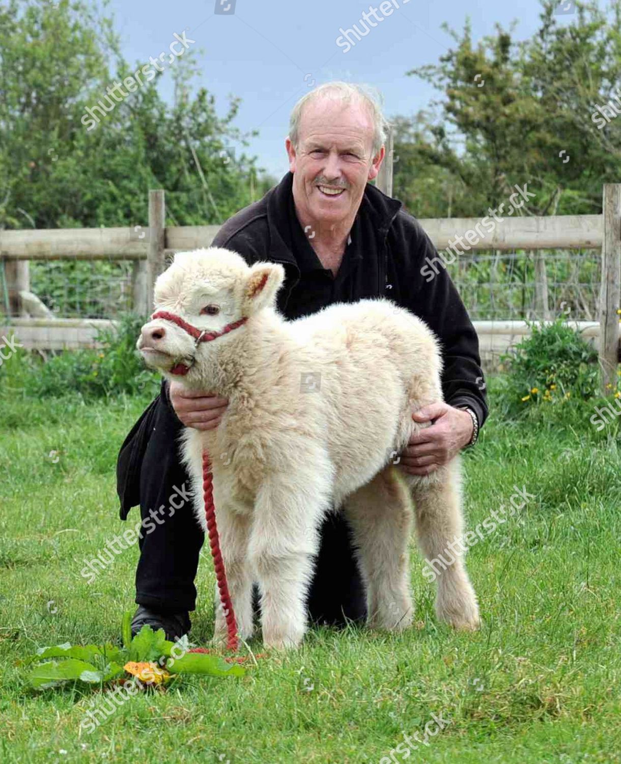 Farmer Phil Scrivens Holding Rare White Editorial Stock Photo - Stock ...