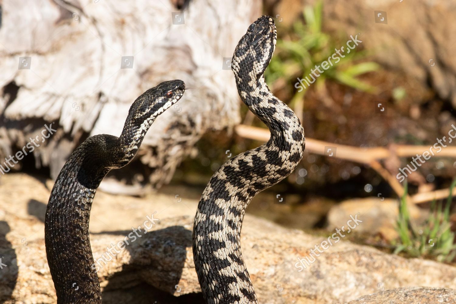 Adder Two Snakes Commentary Fight Side Editorial Stock Photo - Stock ...